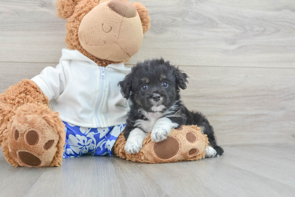 Energetic Mini Aussiedoodle Waldo: 3lb 8oz Doodle Puppy