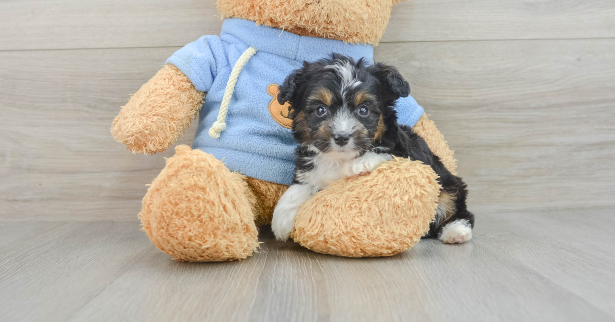 Friendly Mini Aussiedoodle Waldo: 2lb 5oz Doodle Puppy