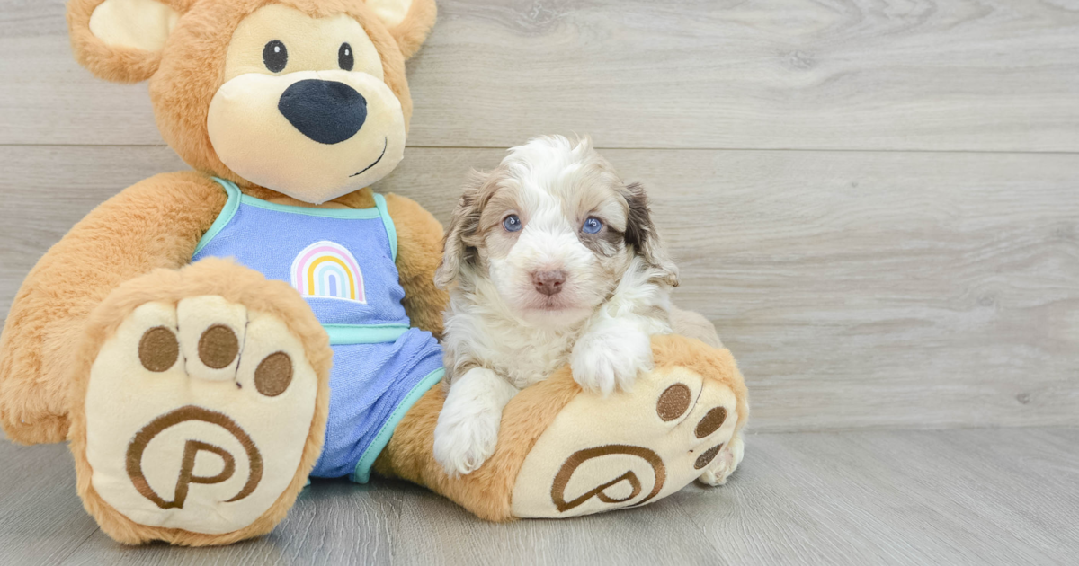 Happy Mini Aussiedoodle Waldo: 5lb 15oz Doodle Puppy