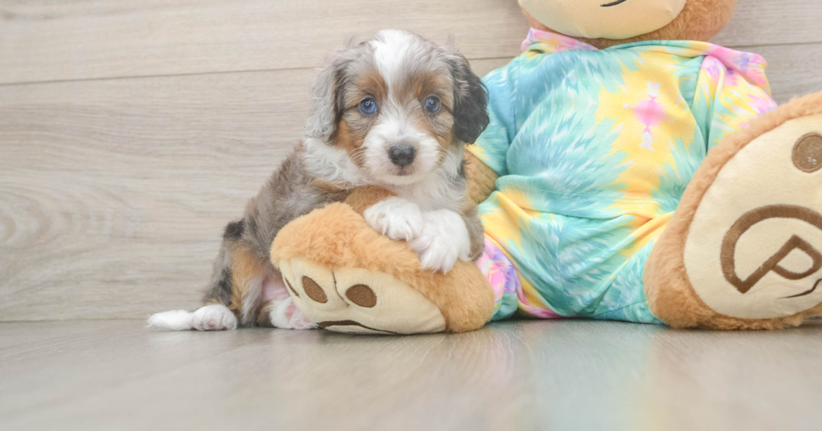 Petite Mini Aussiedoodle Waldo: 2lb 8oz Doodle Puppy