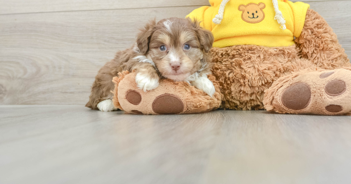 Hypoallergenic Mini Aussiedoodle Woofy: 3lb 2oz Doodle Puppy
