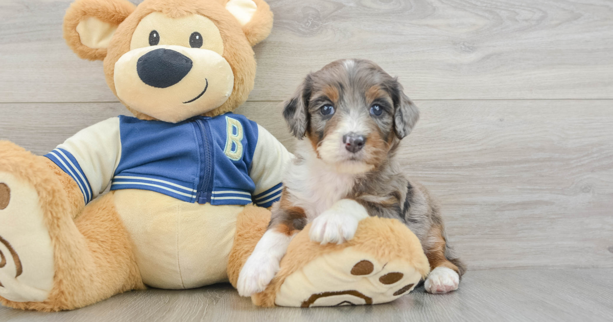 Petite Mini Aussiedoodle Woofy: 8lb 8oz Doodle Puppy