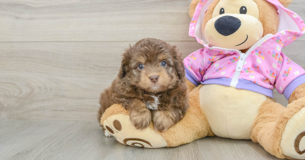 Funny Mini Aussiedoodle Woofy: 3lb 15oz Doodle Puppy