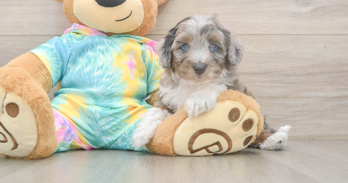 Small Mini Aussiedoodle Woofy: 5lb 2oz Doodle Puppy