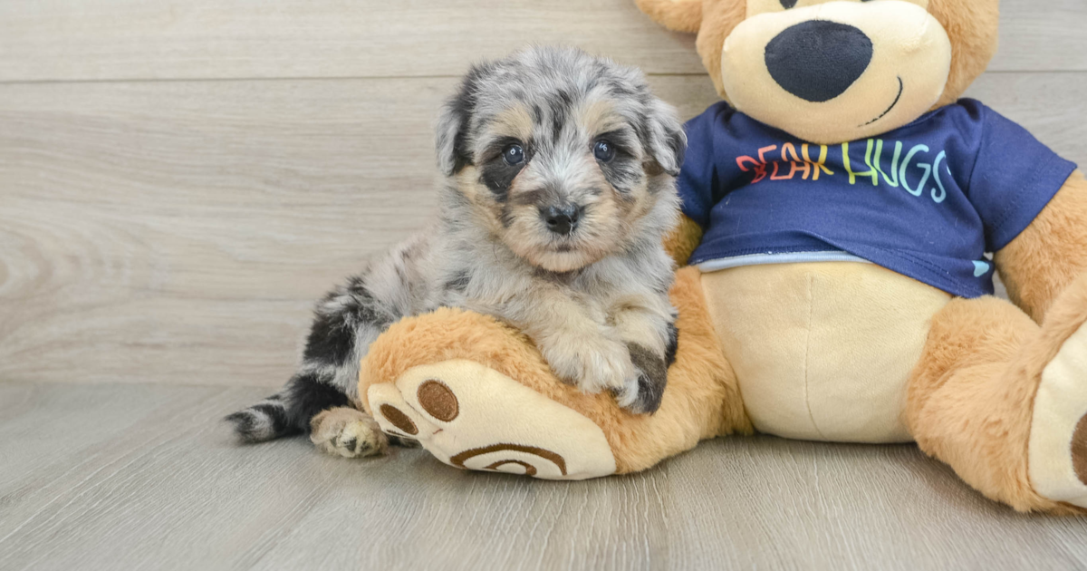 Playful Mini Aussiedoodle Woz: 5lb 11oz Doodle Puppy