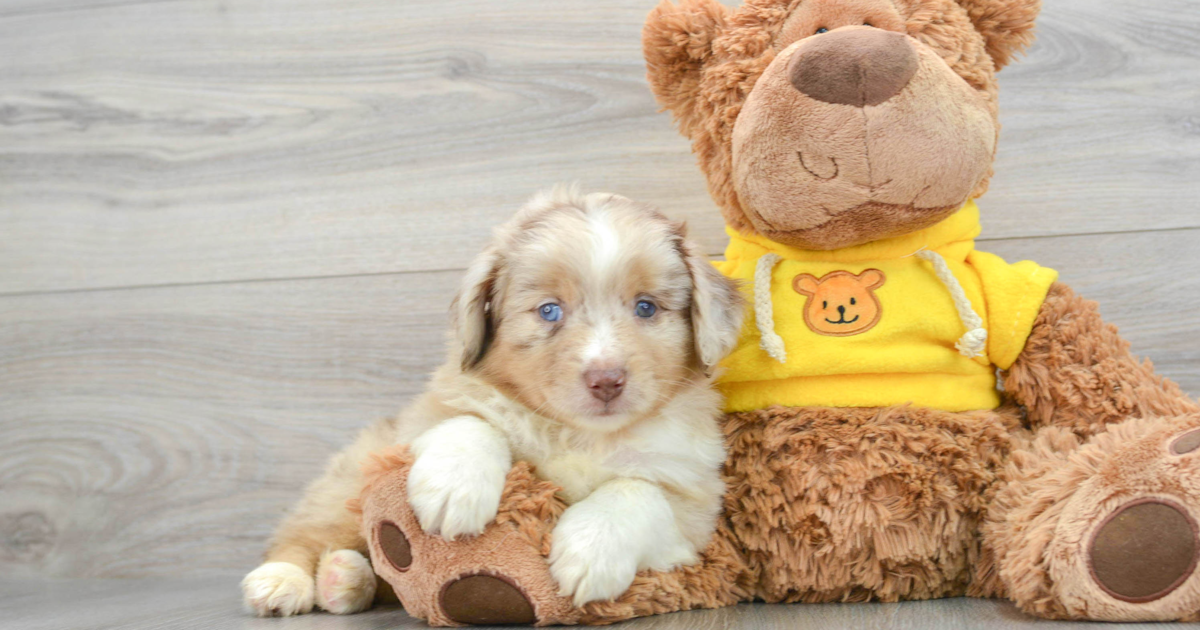 Popular Mini Aussiedoodle Zion: 8lb 9oz Doodle Puppy