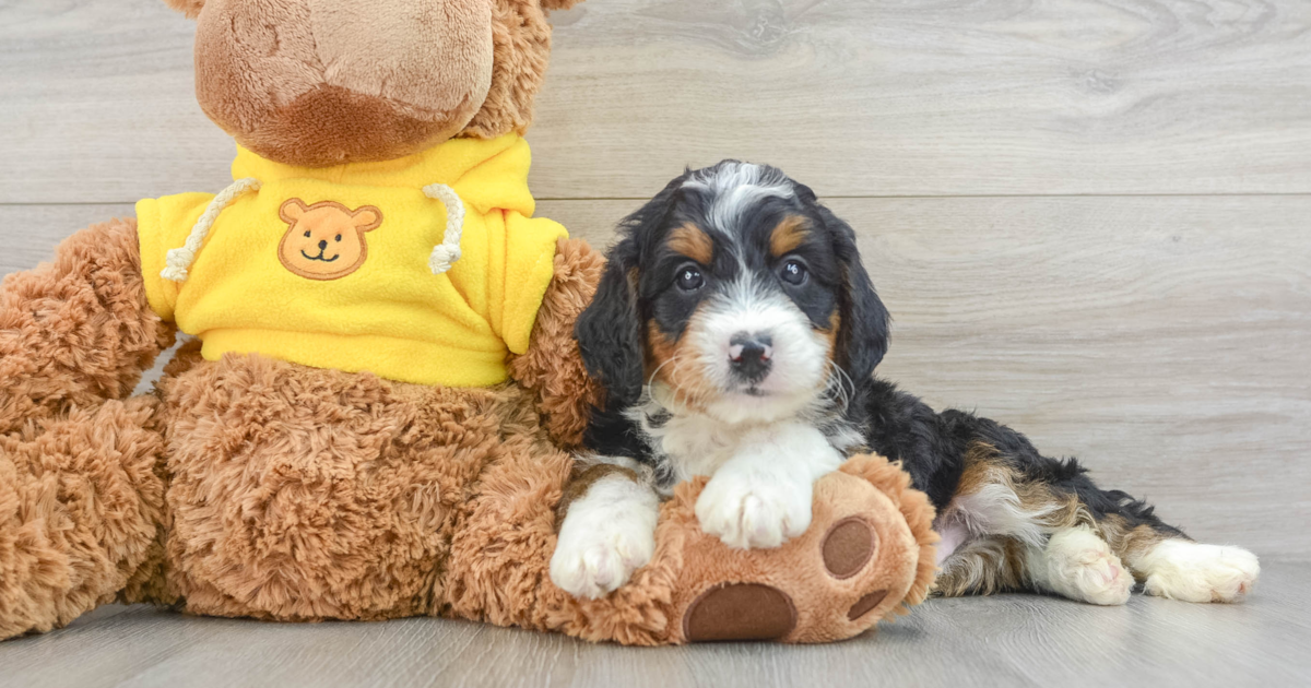 Friendly Mini Bernedoodle Aberdeen: 7lb 13oz Doodle Puppy