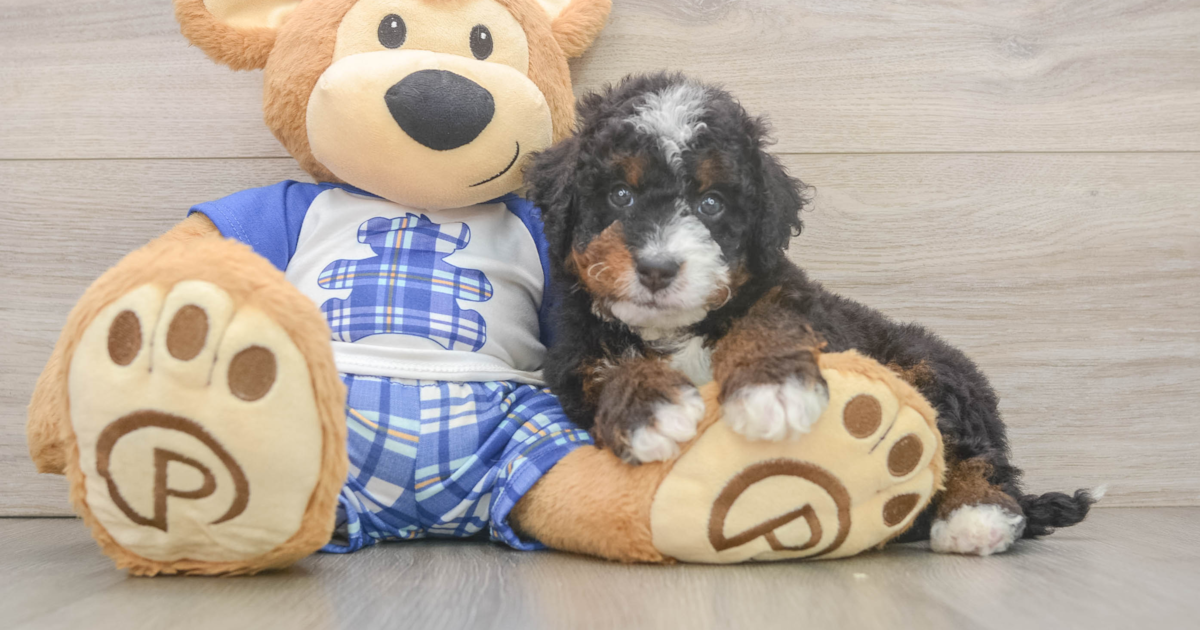 Small Mini Bernedoodle Aberdeen: 6lb 4oz Doodle Puppy