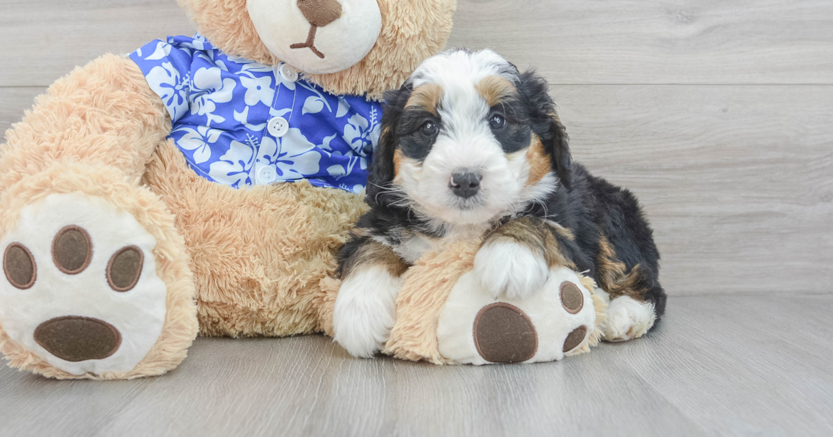 Hypoallergenic Mini Bernedoodle Angus: 9lb 6oz Doodle Puppy