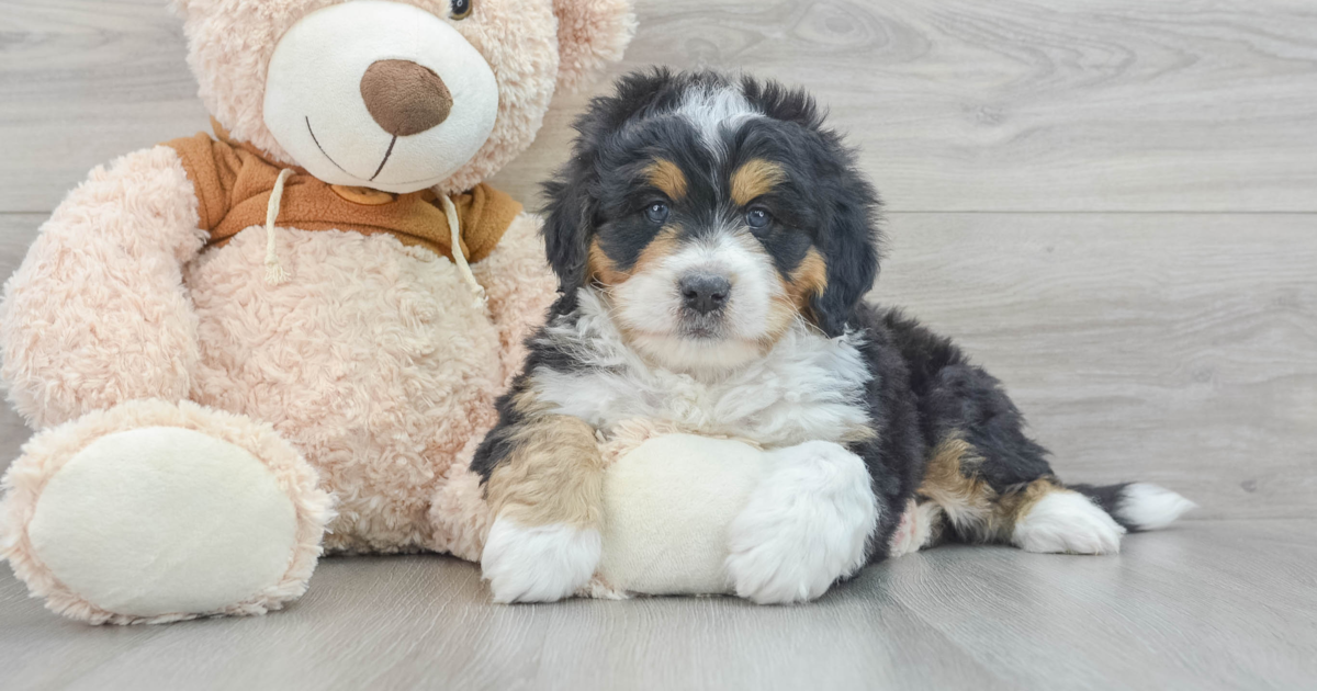 Cute Mini Bernedoodle Angus: 15lb 2oz Doodle Puppy