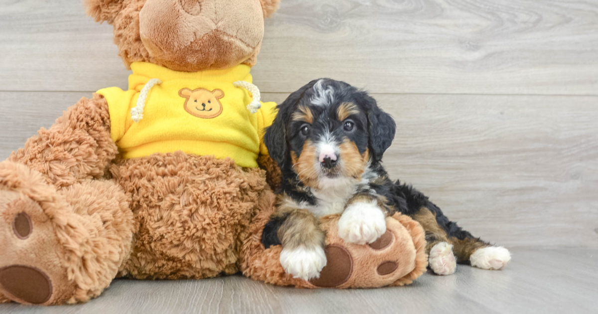 Petite Mini Bernedoodle Angus: 7lb 14oz Doodle Puppy