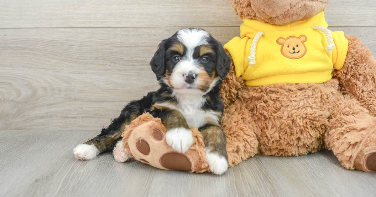 Small Mini Bernedoodle Angus: 8lb 4oz Doodle Puppy