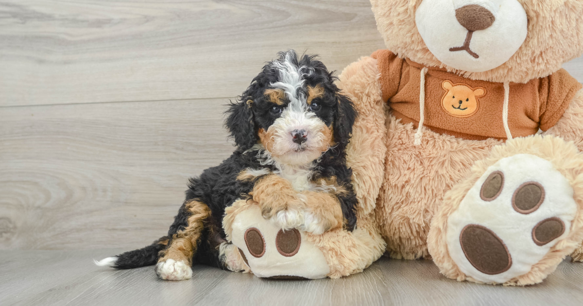Friendly Mini Bernedoodle Angus: 6lb 5oz Doodle Puppy