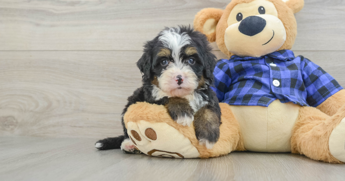 Cute Mini Bernedoodle Angus: 4lb 9oz Doodle Puppy
