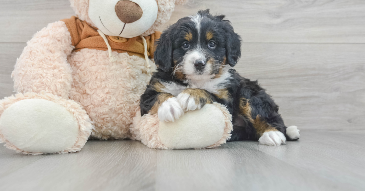 Friendly Mini Bernedoodle Aria: 9lb 8oz Doodle Puppy
