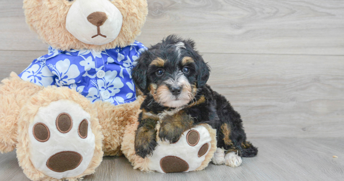 Popular Mini Bernedoodle Benny: 6lb 15oz Doodle Puppy