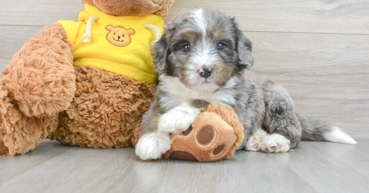 Fluffy Mini Bernedoodle Benny: 10lb 2oz Doodle Puppy