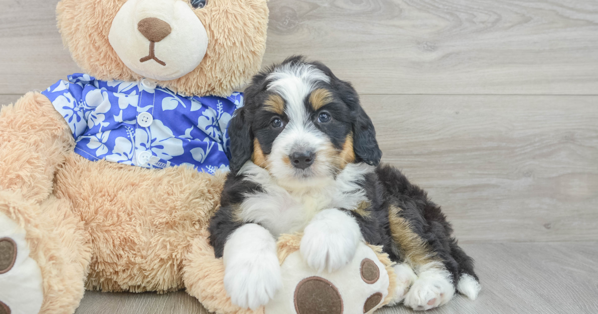 Small Mini Bernedoodle Benny: 6lb 6oz Doodle Puppy