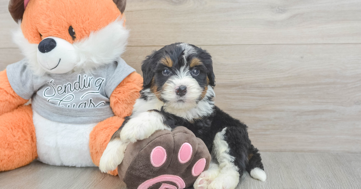 Fluffy Mini Bernedoodle Benny: 9lb 10oz Doodle Puppy