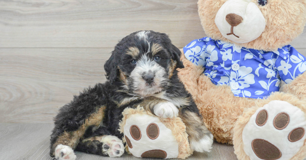 Happy Mini Bernedoodle Bernard: 11lb 15oz Doodle Puppy