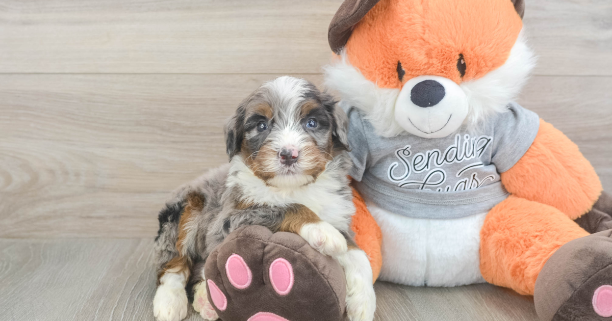 Funny Mini Bernedoodle Bernard: 9lb 15oz Doodle Puppy
