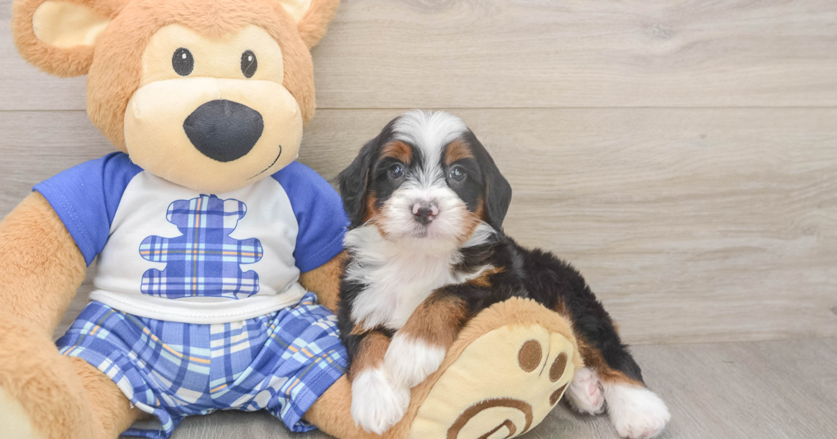 Playful Mini Bernedoodle Bernard: 6lb 12oz Doodle Puppy