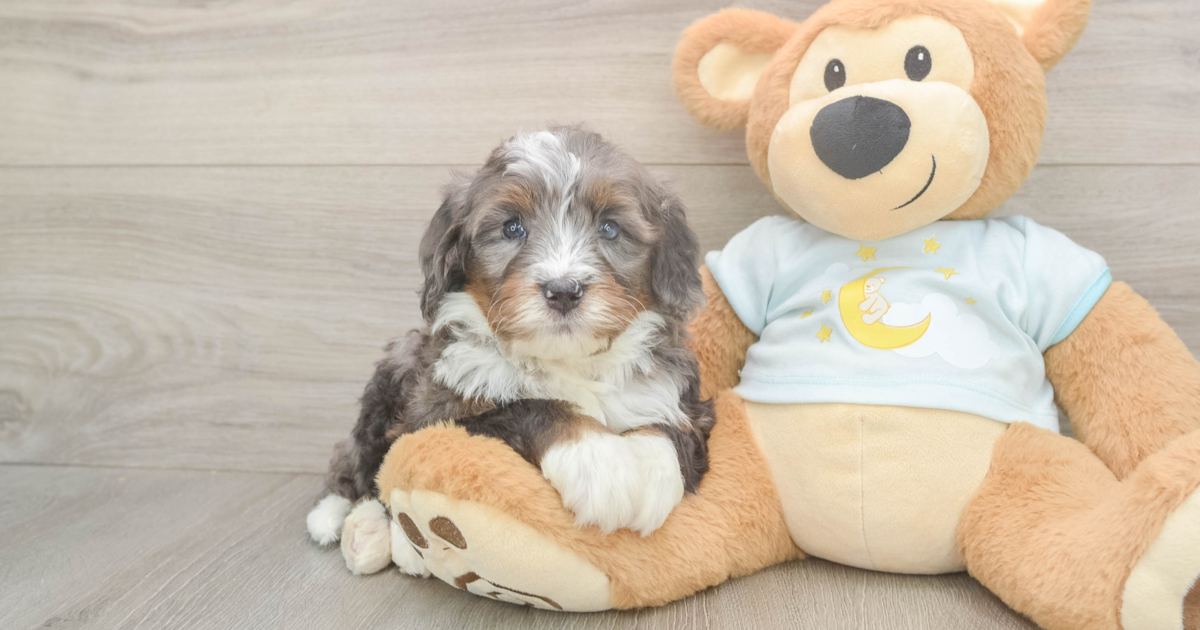 Energetic Mini Bernedoodle Bernard: 8lb 2oz Doodle Puppy