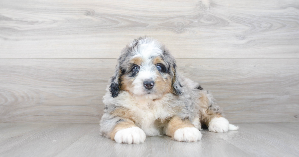 Hypoallergenic Mini Bernedoodle Bernard: 13lb 3oz Doodle Puppy