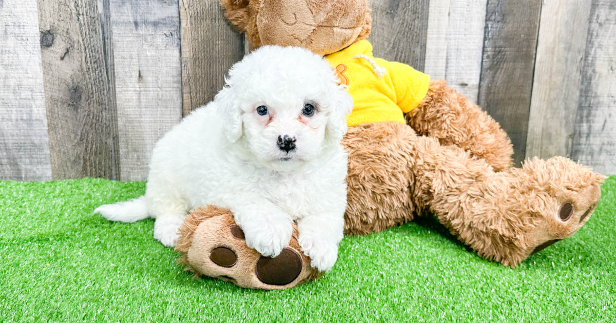 Cute Mini Bernedoodle Bernie: 6lb 9oz Doodle Puppy