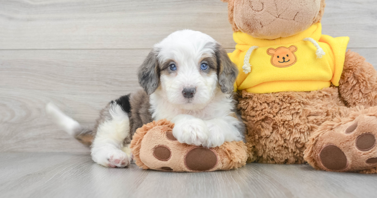 Friendly Mini Bernedoodle Bernie: 10lb 2oz Doodle Puppy