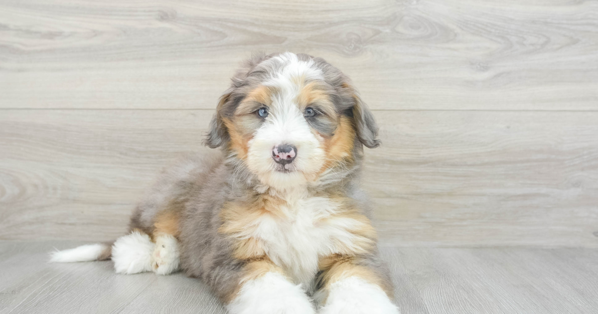 Petite Mini Bernedoodle Bernie: 9lb 4oz Doodle Puppy