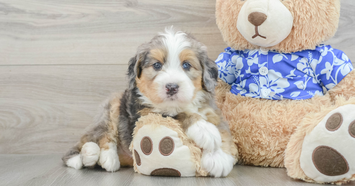Funny Mini Bernedoodle Bernie: 12lb 10oz Doodle Puppy