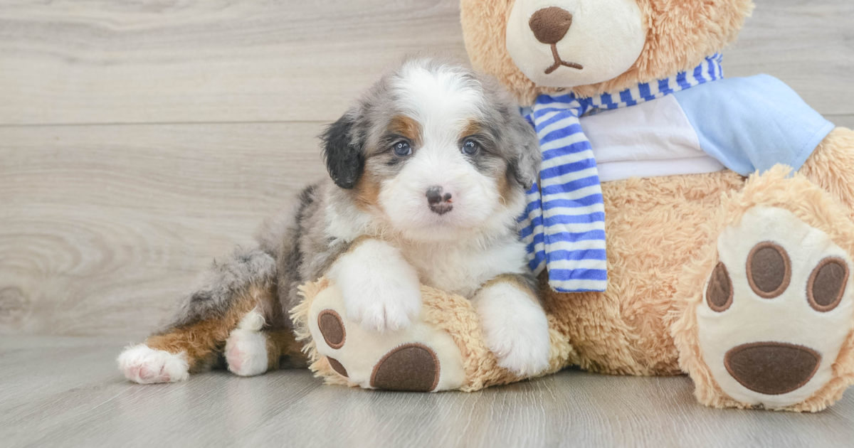 Happy Mini Bernedoodle Bernie: 9lb 6oz Doodle Puppy