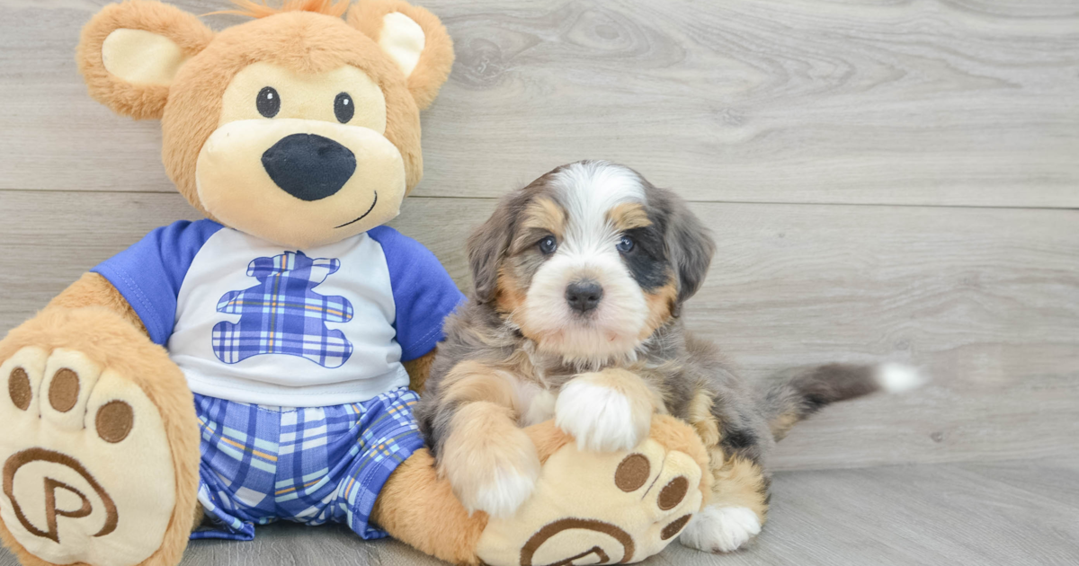 Small Mini Bernedoodle Bernie: 9lb 2oz Doodle Puppy