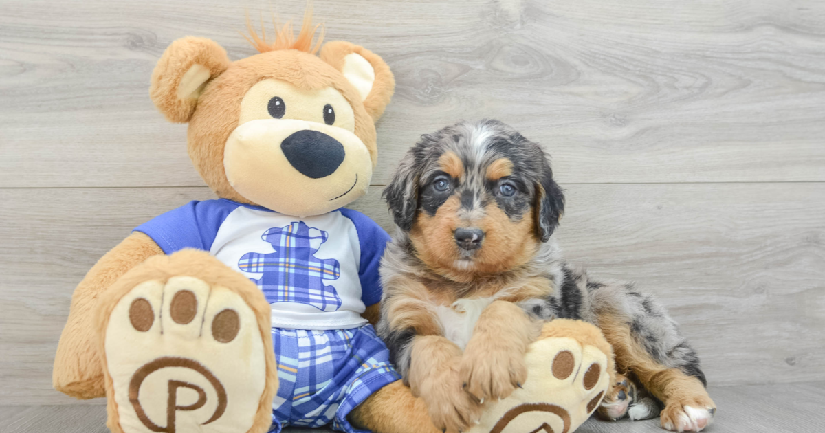 Adorable Mini Bernedoodle Bernie: 12lb 10oz Doodle Puppy