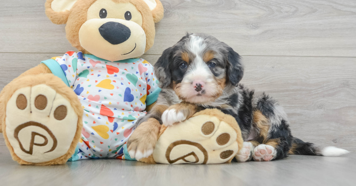 Little Mini Bernedoodle Bernie: 9lb 6oz Doodle Puppy