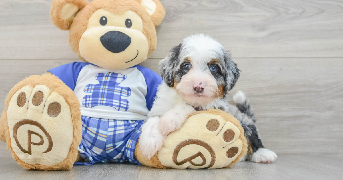 Popular Mini Bernedoodle Bernie: 5lb 14oz Doodle Puppy