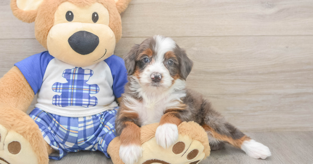 Energetic Mini Bernedoodle Bernie: 6lb 6oz Doodle Puppy