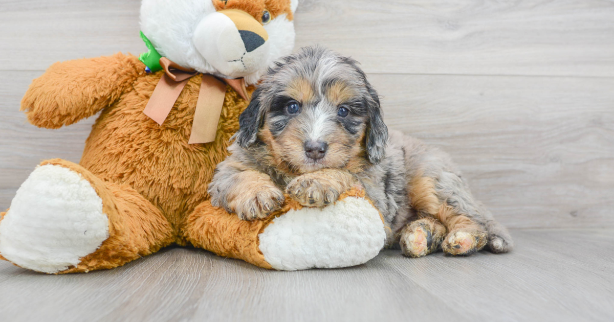 Small Mini Bernedoodle Bernie: 9lb 5oz Doodle Puppy