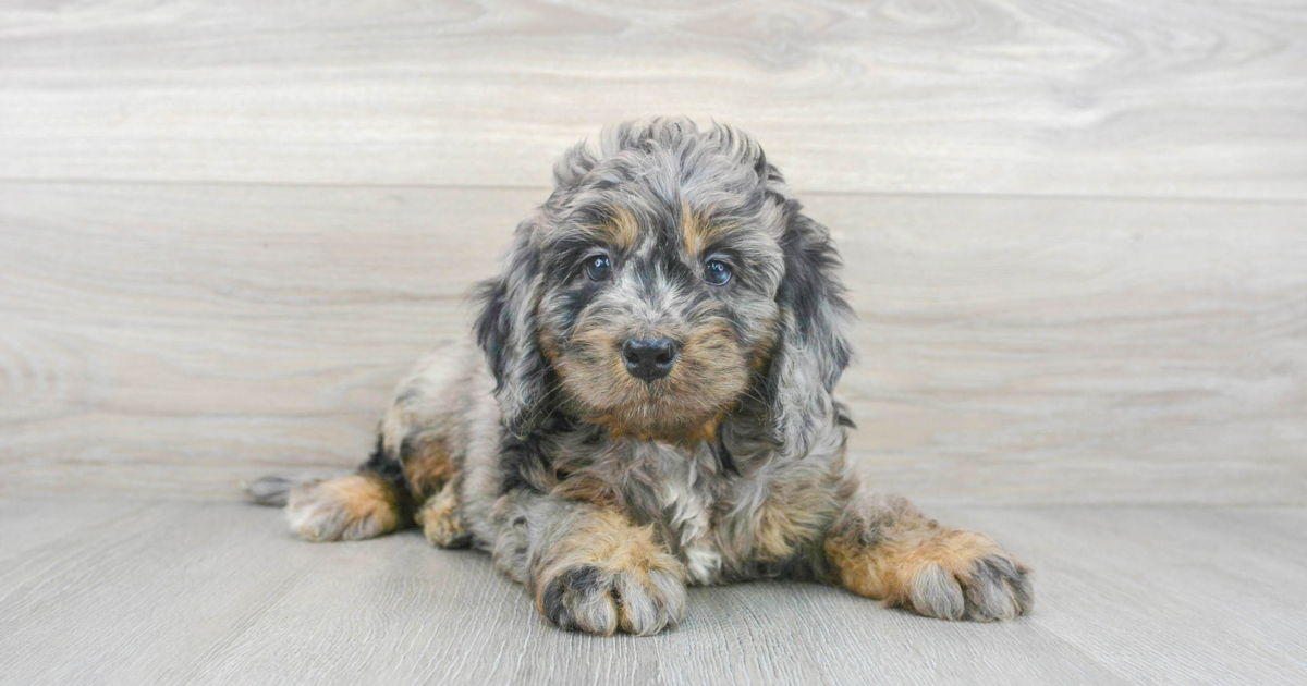 Playful Mini Bernedoodle Bernie: 10lb 2oz Doodle Puppy