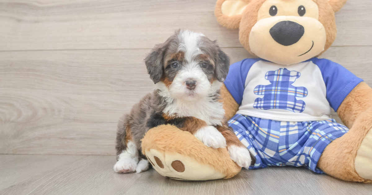 Friendly Mini Bernedoodle Beyonce: 6lb 12oz Doodle Puppy