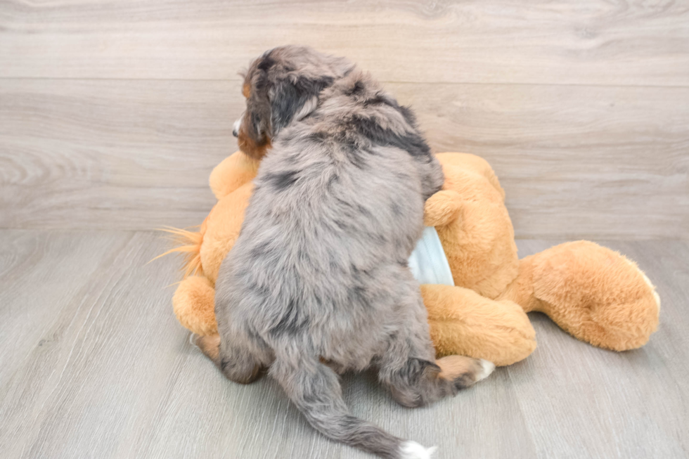 Mini Bernedoodle Boujee: 5lb 15oz Doodle Puppy