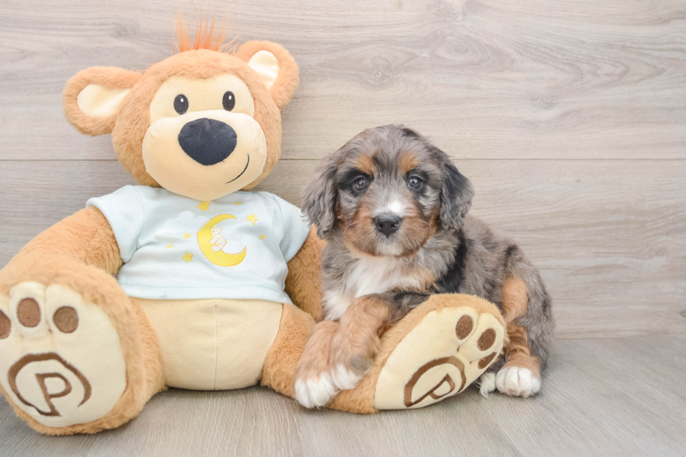 Mini Bernedoodle Boujee: 5lb 15oz Doodle Puppy