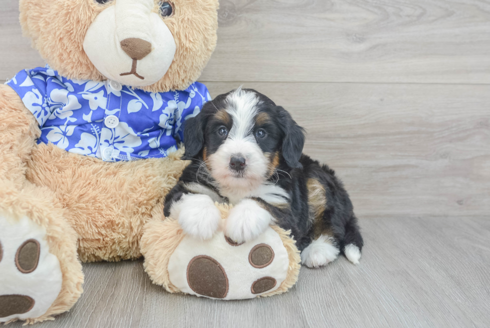 Happy Mini Bernedoodle Bridget: 6lb 13oz Doodle Puppy