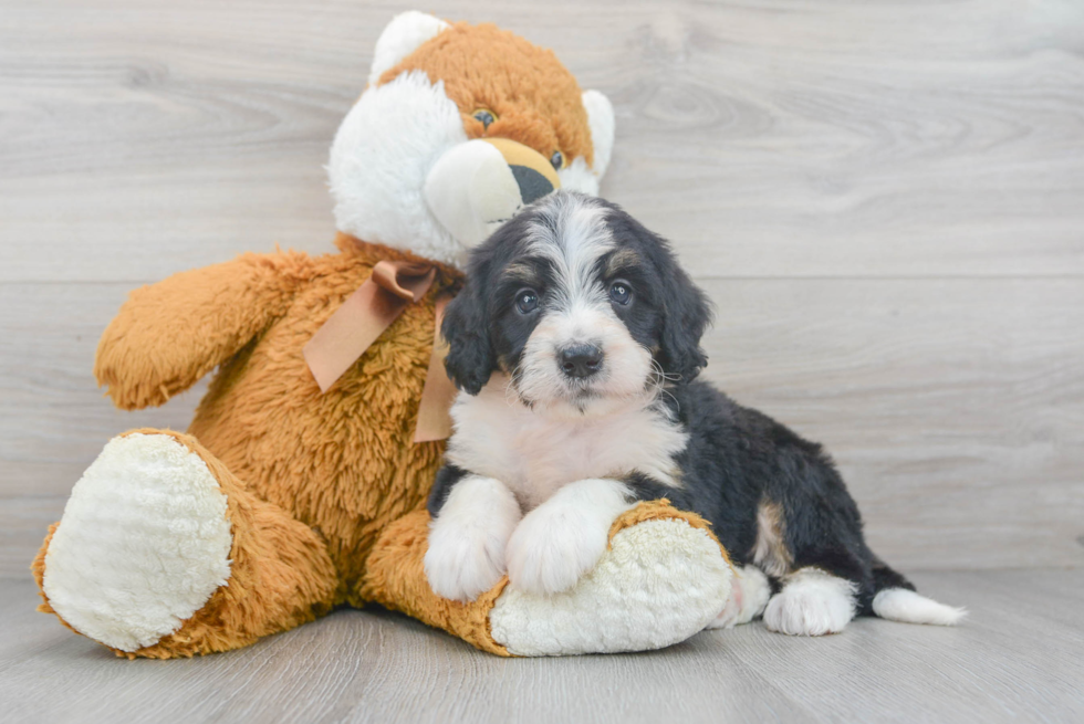 Energetic Mini Bernedoodle Bridget: 7lb 8oz Doodle Puppy