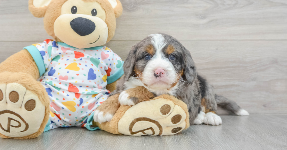 Friendly Mini Bernedoodle Bryce: 6lb 7oz Doodle Puppy