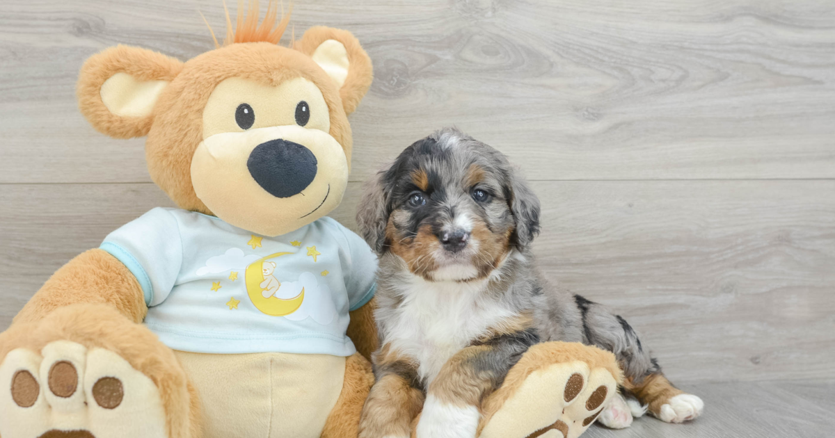 Adorable Mini Bernedoodle Cartman: 10lb 2oz Doodle Puppy