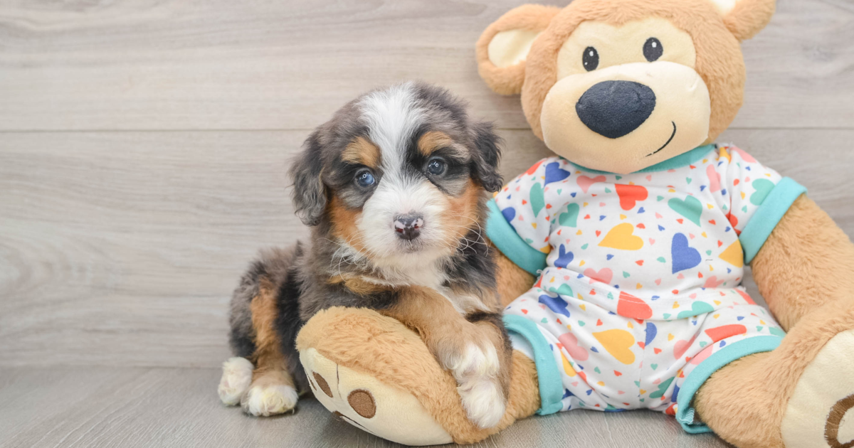 Sweet Mini Bernedoodle Chief: 8lb 0oz Doodle Puppy