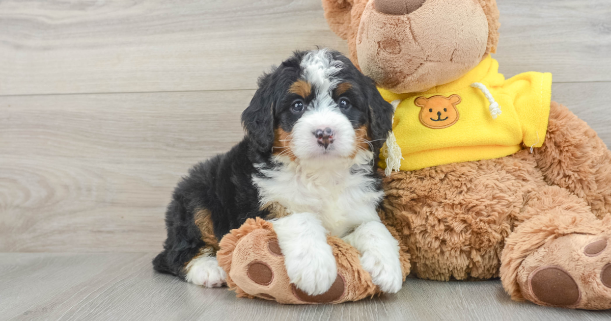 Friendly Mini Bernedoodle Demi: 7lb 8oz Doodle Puppy
