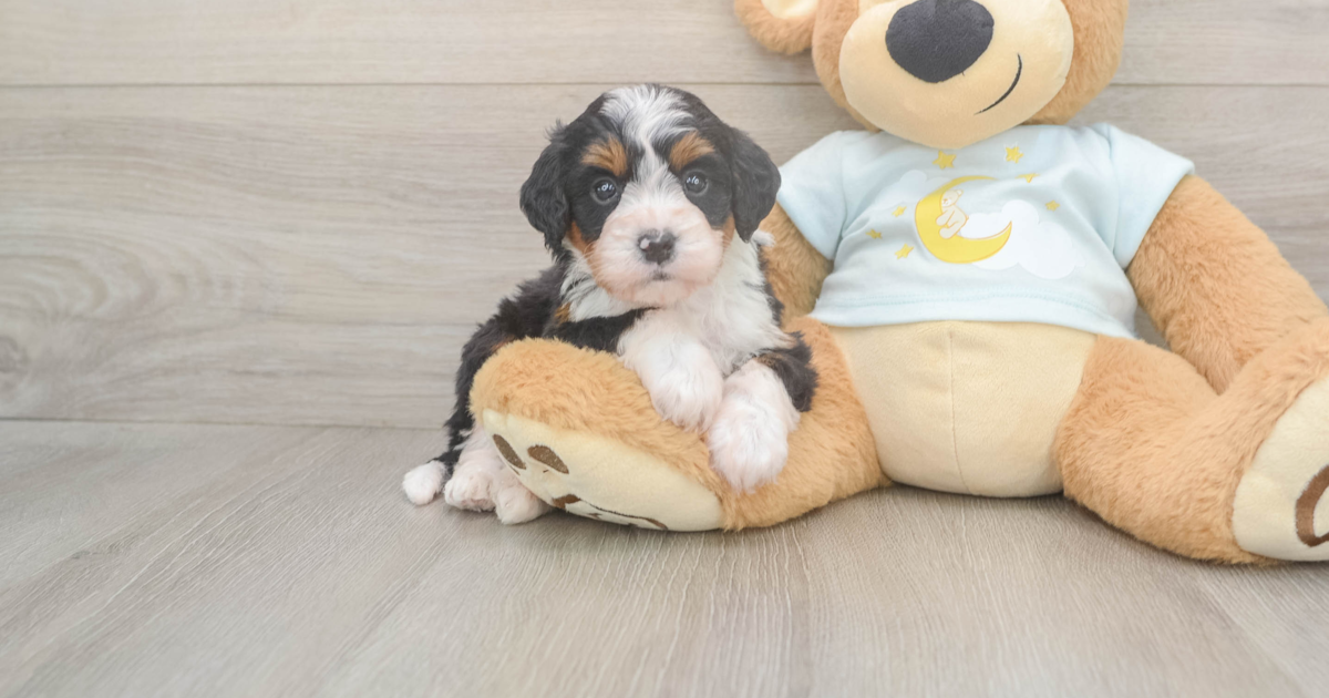Friendly Mini Bernedoodle Demi: 5lb 5oz Doodle Puppy